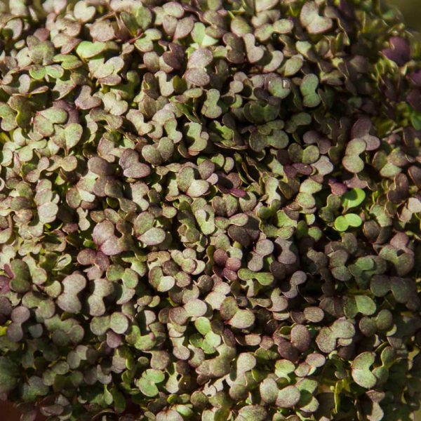 Mizuna Red Mustard - Seven Acre Farm